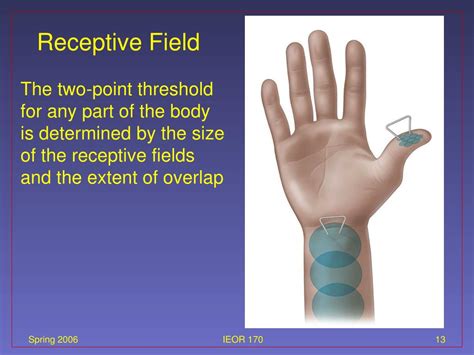 PPT Receptive Field PowerPoint Presentation Free Download ID 3501174