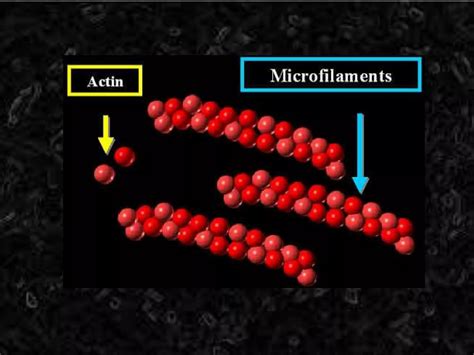 Cytoskeleton Cell Shape And Cell Motility Pptx