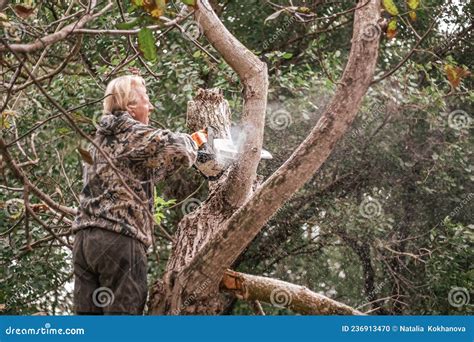 A Man Is Sawing A Tree With A Chainsaw Cutting Dry Branches Pruning Trees Stock Photo Image