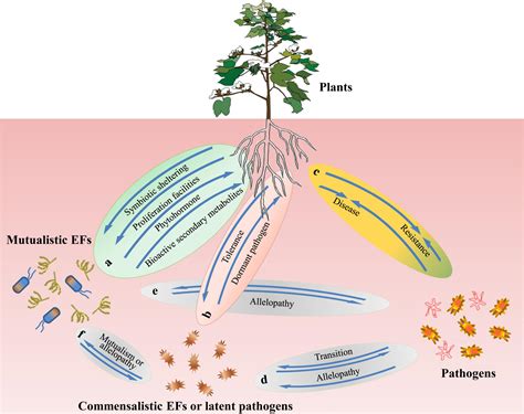 Frontiers Endophytic Fungi From Symbiosis To Secondary Metabolite Communications Or Vice Versa