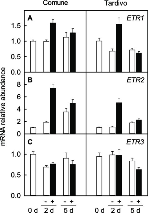 Effect Of Ethylene On The Expression Of Ethylene Receptor Genes In The