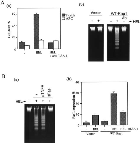 Enhancing T Cell Apc Interaction Resulted In Activation Induced Cell Download Scientific