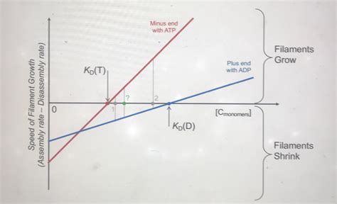 Actin Filaments Treadmill When Actin Concentrations
