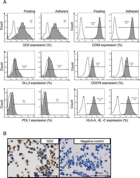 Tumor Specific Antigen Expression On Sclc J1 Cells A Floating And Download Scientific