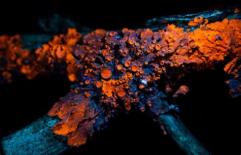 Ultraviolet Lichen Macro Photography Xanthoria Parietina