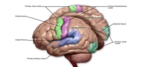 Primary Auditory Cortex
