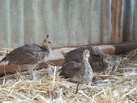 Sexing Help BackYard Chickens Learn How To Raise Chickens