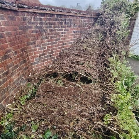 Garden Clearance Huge Ivy In Hamstreet Greenspace Gardeners