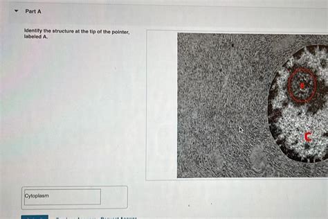 [answered] y part a identify the structure at the tip of the pointer