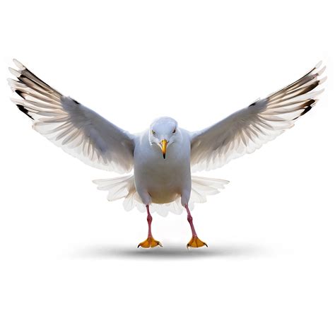Download Seagull Landing Png 27
