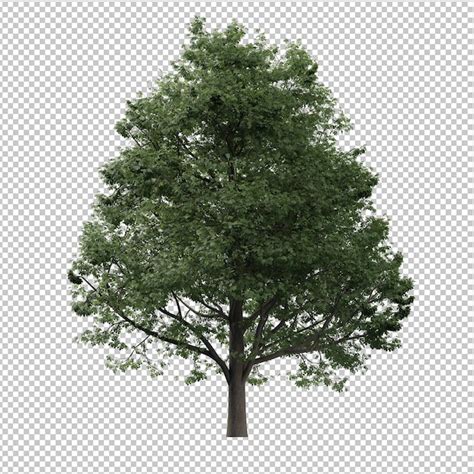 Premium PSD Tree On Transparent Background Psd Design