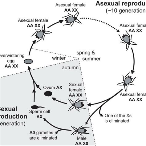 Simulation Of The Accumulation Of Sexually Antagonistic Mutations On X Download Scientific