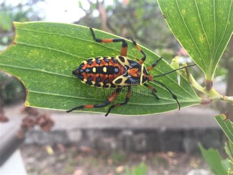Insect Bug Vibrant Colors Stock Photo Image Of Beetle
