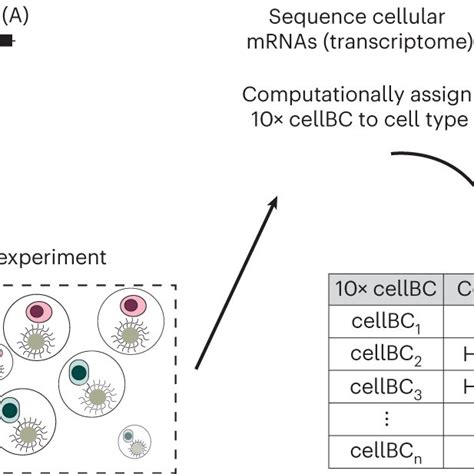 A Single Cell Massively Parallel Reporter Assay Detects Cell Type Specific Gene Regulation