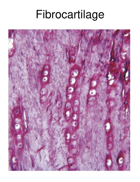 Skeletal Tissues Classification And Functions Ppt Download