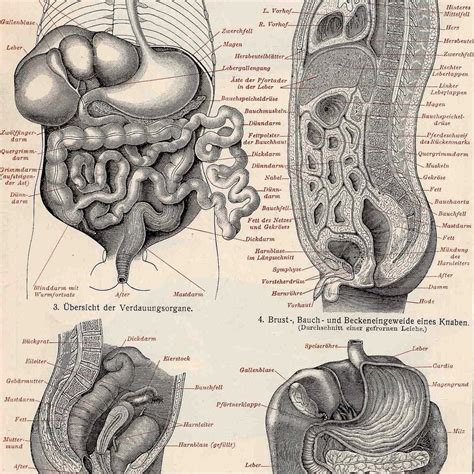 C 1894 Human Anatomy Lithograph Innards Human Entrails Original