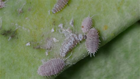 Biobest® Cryptolaemus System Larva Feeding On Pseudococcus Viburni Youtube