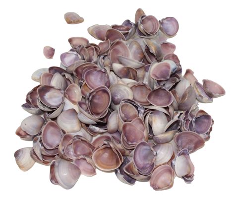 Purple Clam Seashell Purple Clam Seashell