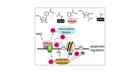 Kiran Chaudhary Sex Video Sex Pictures Pass