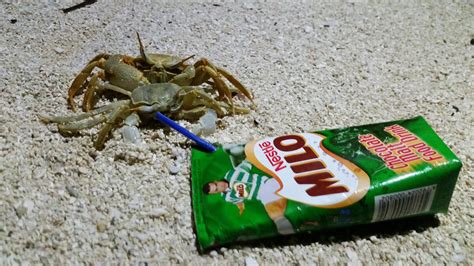 Crab Sex By Zaaf47 On Deviantart