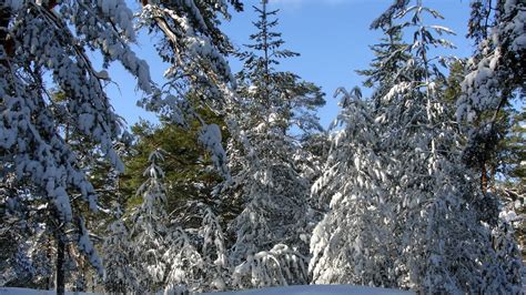 Trees Winter Sky Clear Blue Snow Branches Gravity Deflection Picture Photo Desktop