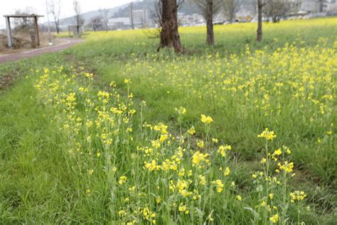 gist 광주과학기술원 [광주 산책하기 좋은 곳 황룡친수공원] 뒤에는 어등산 앞에는 황룡강이