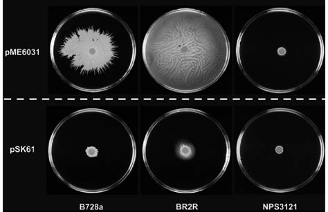 Swarming By Pseudomonas Syringae Pv Phaseolicola Nps3121 P Syringae