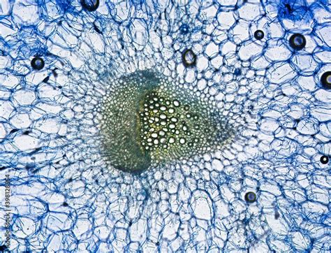 Poster Celery Stem With Vessel Element Cross Section Stained With