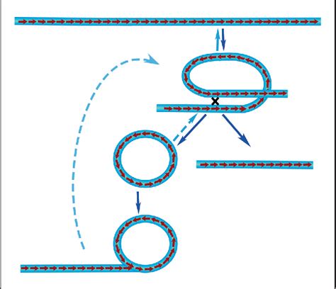Figure 1 From Extrachromosomal Circular Dna In Eukaryotes Possible