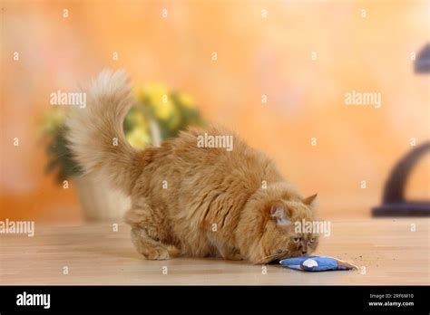 Catnip Bag Hi Res Stock Photography And Images Alamy