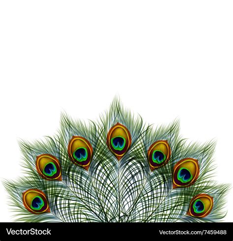 Beautiful Peacock Feathers On Retro Royalty Free Vector