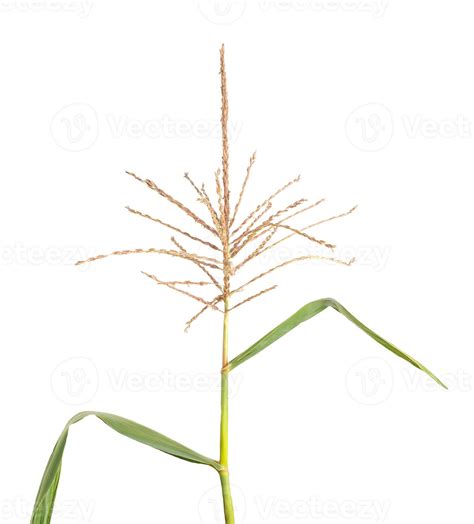 Corn Plant Stem On White Background Close Up Isolate Cornstalk