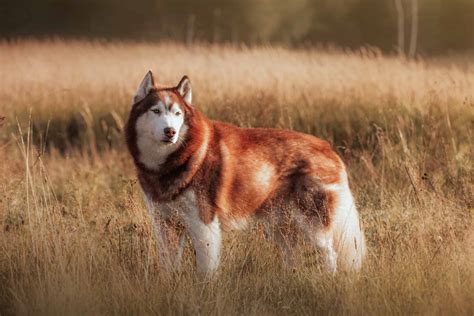Red Husky An Ultimate Guide To The Red Siberian Husky