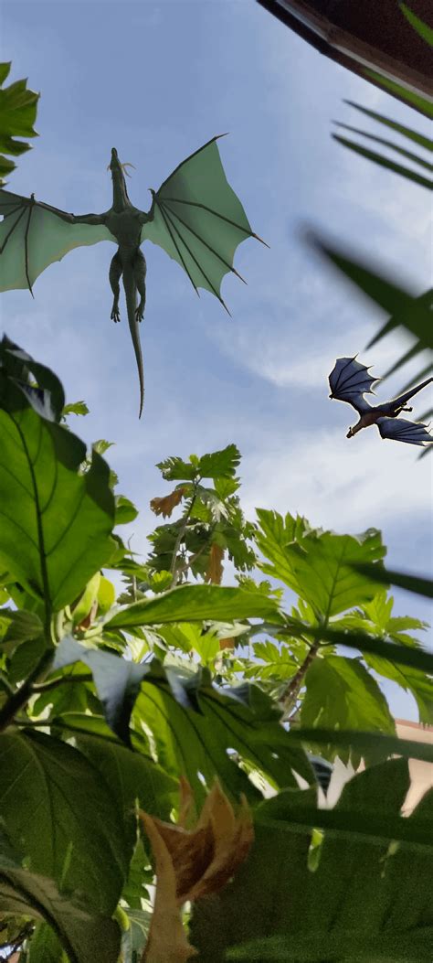Dragon Sightings