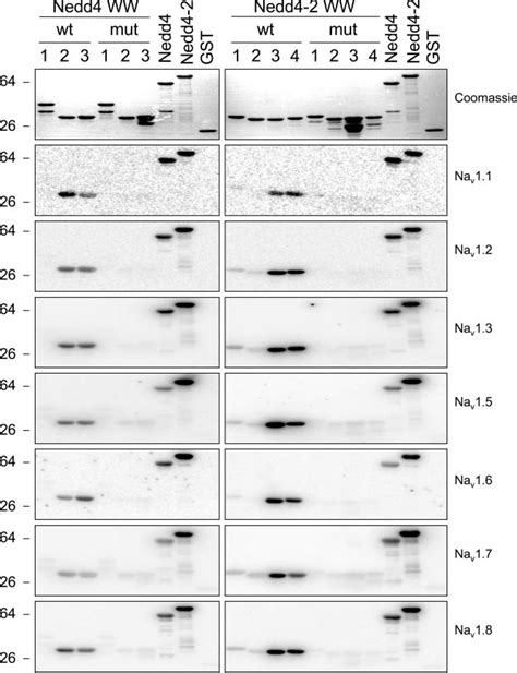All Py Motif Containing Na V Carboxyl Termini Interact With Ww2 And Ww3