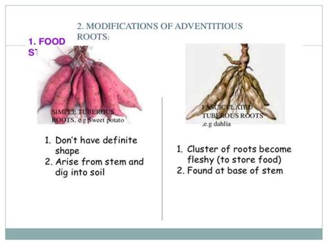 Types Of Roots And Plant Classification PPT