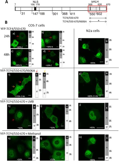 Subcellular Distribution Of The Bhlh Domain Of Tcf4 A Schematic