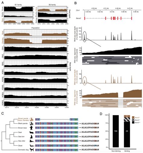 大熊猫“七仔”为什么是棕色的?最新研究揭示:这可能由一个基因突变导致七仔是变异熊猫吗 Csdn博客 大熊猫“七仔”为什么是棕色的?最新研究揭示:这可能由一个基因突变导致七仔是变异熊猫吗 Csdn博客