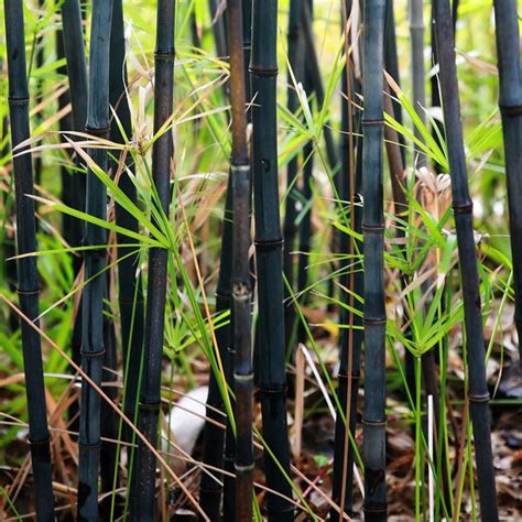 Black Bamboo Plant