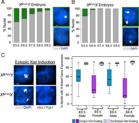 Sex Specific Silencing Of X Linked Genes By Xist Rna Pnas