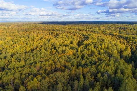 How Many Trees On Earth Are There Gardeners Dream