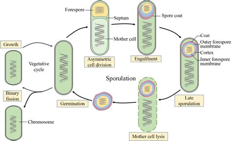 Sporulation