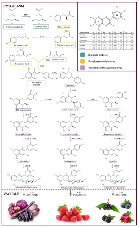 Antioxidants Free Full Text Anthocyanins Metabolic Digestion