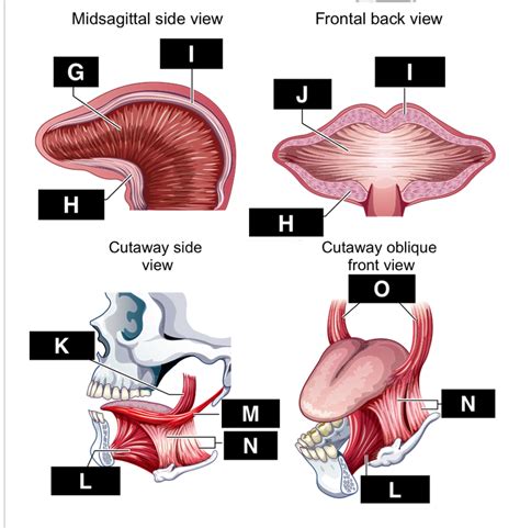 Labeling 4 Diagram Quizlet