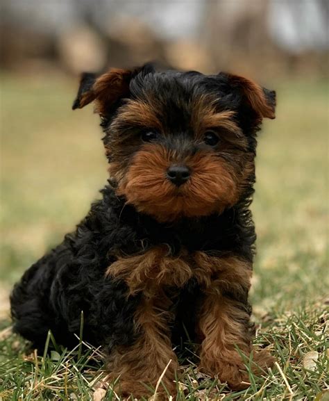 Miniature Yorkie Poo