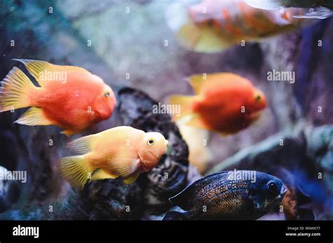 Beautiful Exotic Large Aquarium Fish Swimming In The Water Marine Life