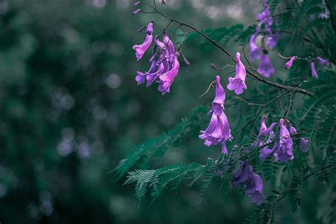 🎖 Jacarandas 5 Secretos Para Disfrutar De Su Belleza En Primavera