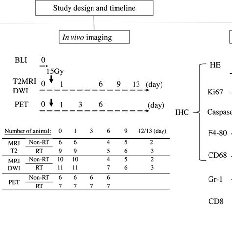 Flow Chart For In Vitro Culturing In Vivo Imaging And Ex Vivo