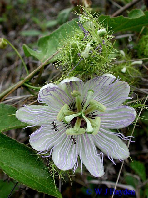 Passiflora Ciliata