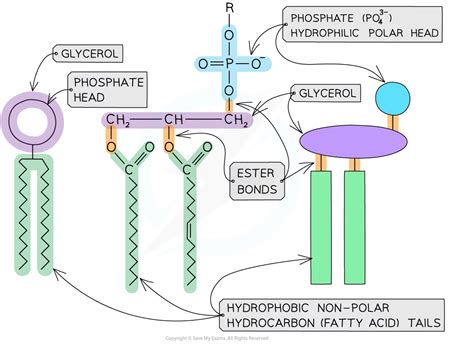 Phospholipid Molecule Diagram